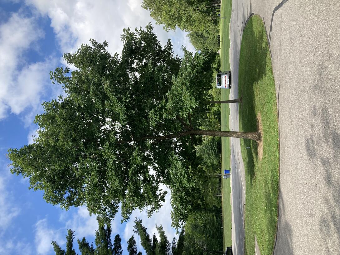 Chinkapin Oak | CMP Tree Selection Tool